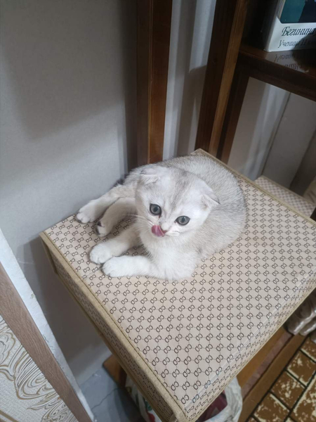 Срочно продаётся котёнок скоттиш фолд