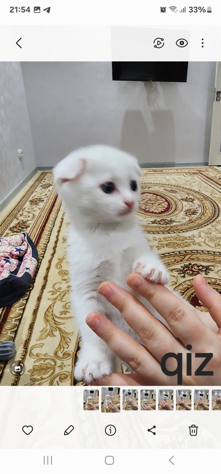 Зотдор ойноки мушукчалар