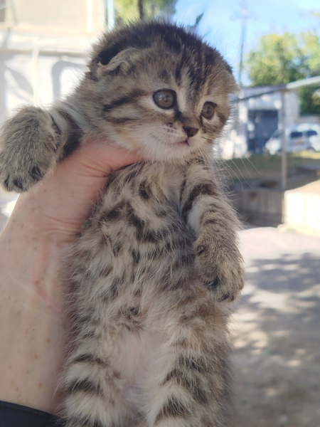 Скоттиш фолд котята