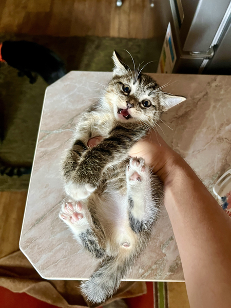 Котёнок очень красивый 2 месяца