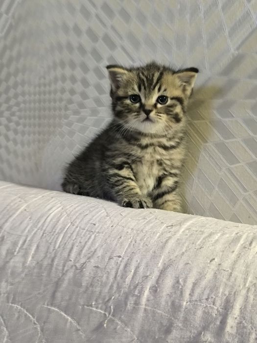 Продаётся Шотландский скоттиш фолд