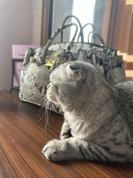 Продаются вислоухие кошки