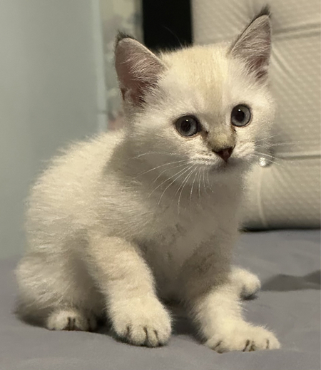 Коты скоттиш страйт / фолд
