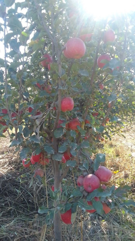 Олма кучатлари бор 100 фойз