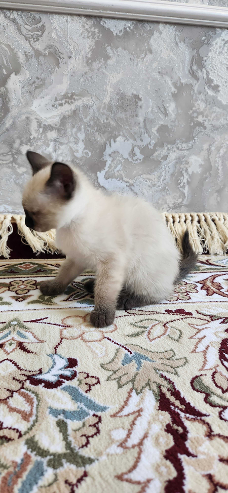 Продаются Сиамские котята