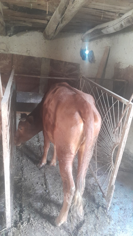 Manzil kogon tuman