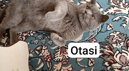 Зотдор мушуклар сотилади