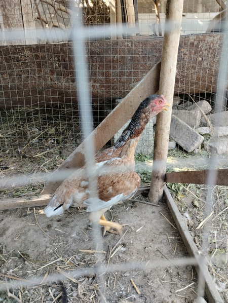 Mokyon sotladi tulovdan chiqdi