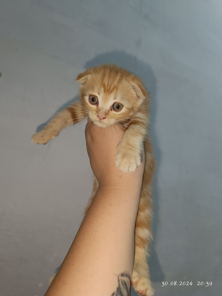 Продаются котята скотишь фолд