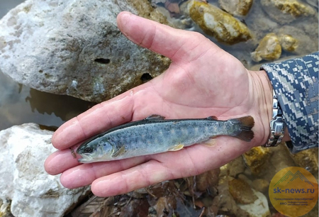 Форель малёк forel maleklari sotladi радужная форель малёк