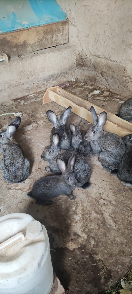 Зотли куёнлар фландир чатишган