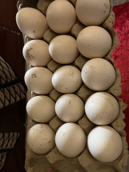 Brama tuxumlari sotiladi