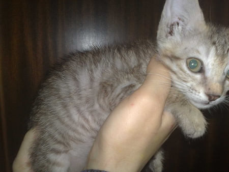 Красивый котёнок -девочка, полосатый окрас, 2 месяца.