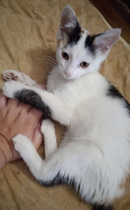 Бесплатно котёнок