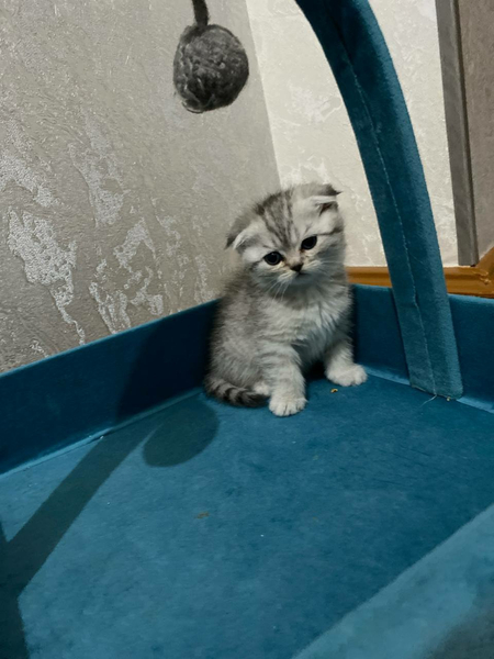 Скоттиш фолд (7 недель)