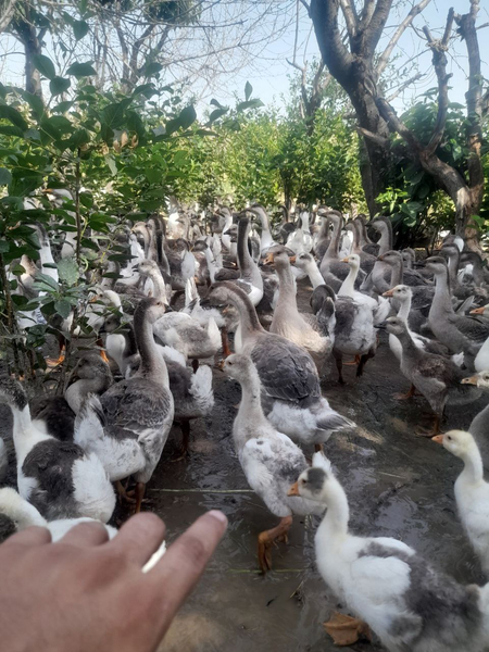Goz sotiladi  kul rang