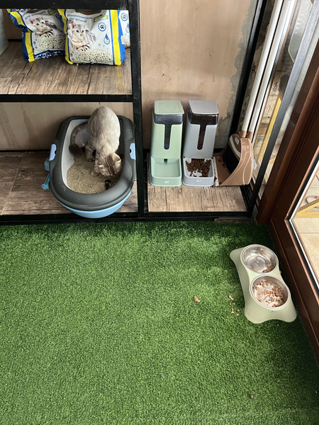 Кошка скотиш фолд