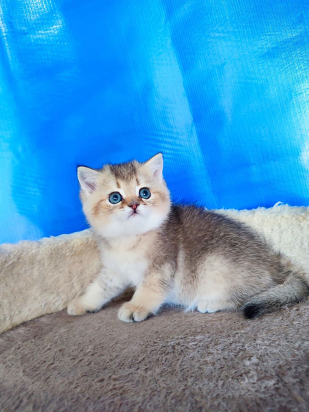 Шиншиллы тик