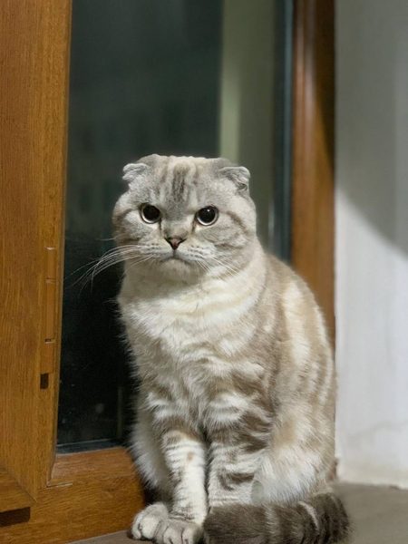SCOTTISH FOLD mushugi sotiladi