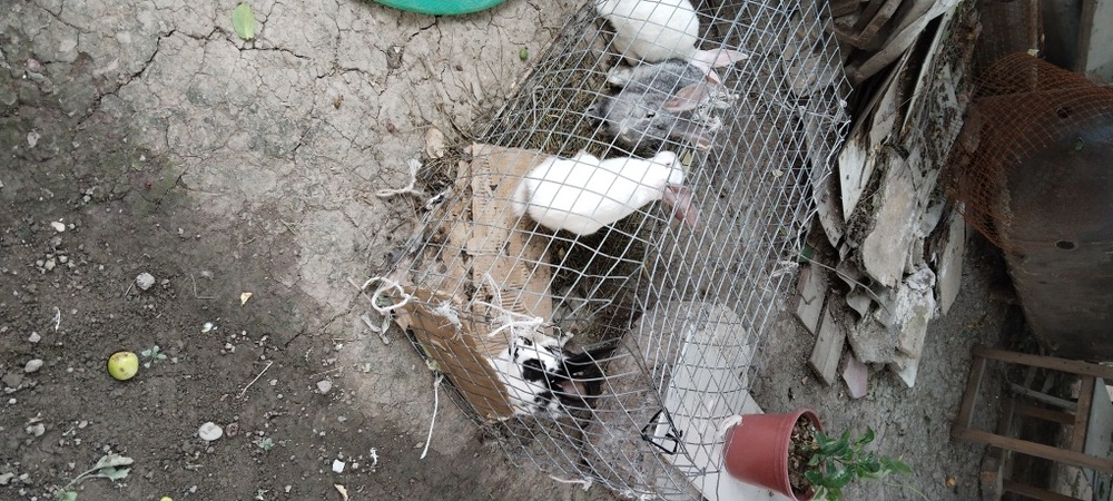 Sames samka sotiladi 35 kulik bolalar bor