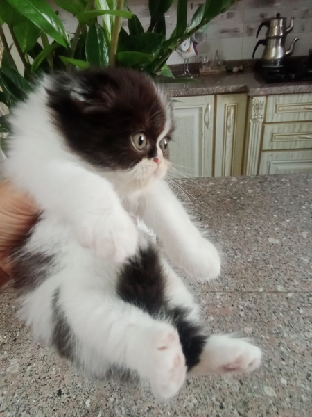 7 шотландских котят