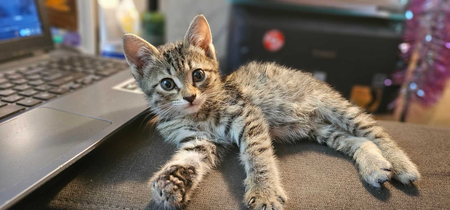 Котенок в хорошие руки