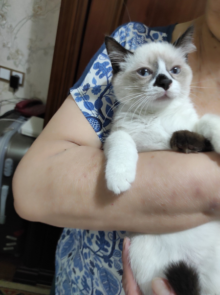 Бирманские котята