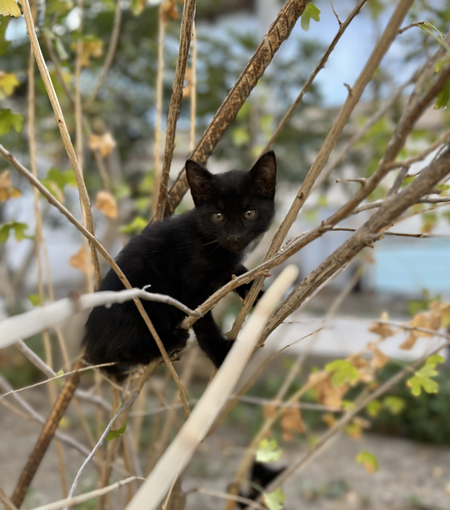 Котёнок, Маргилан, 50 000 сум.