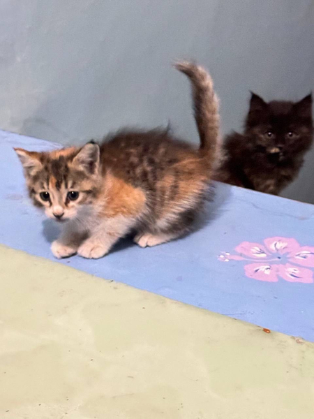 Отдам котят в хорошие руки
