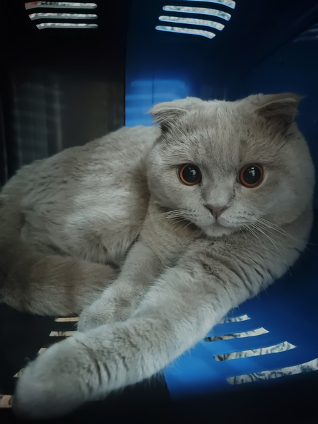 Шатладская скотш фолд зовут Тедди 1,5 г
