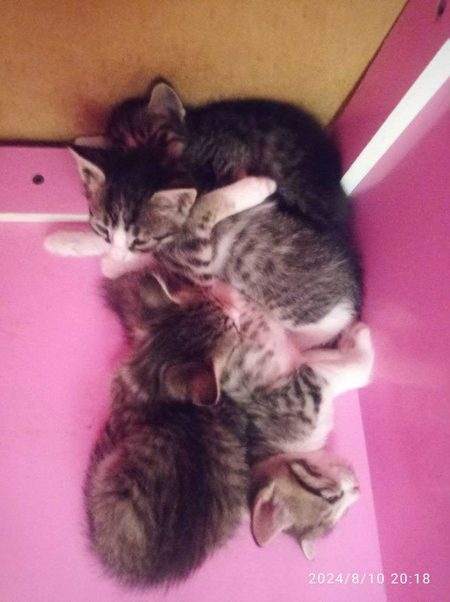 Отдаём котят в добрые руки. 5 мальчикок. г.Джизак Микрорайон 3/1