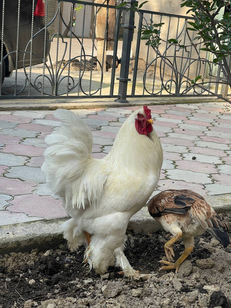 Xoroz sotiladi.          .