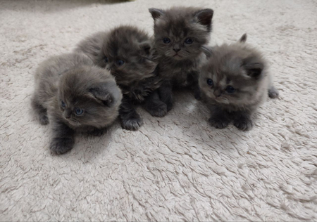 Продаются шотландский вислоухие котята