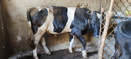Jaydari Buqa 2.5yosh