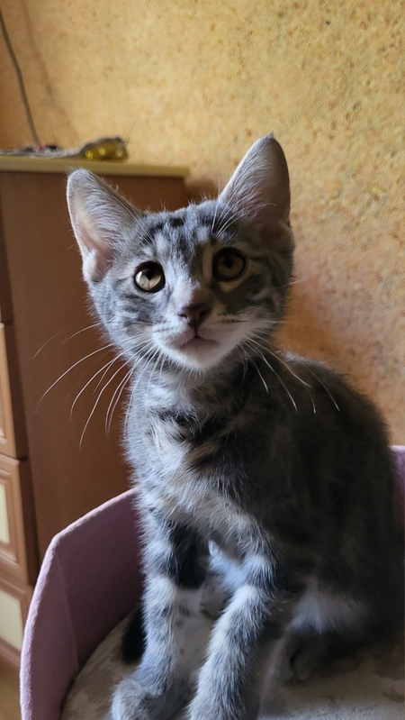 Котята даром в добрые руки
