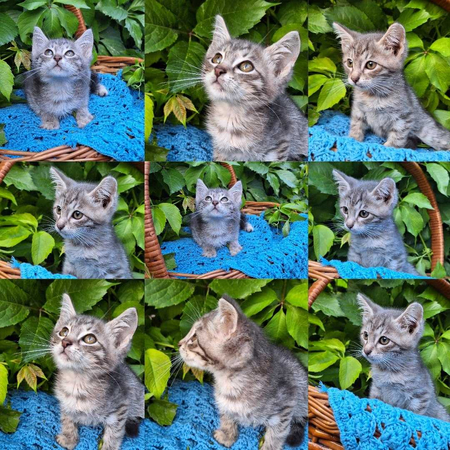 Пристраиваются котята, только в ответственные и любящие ручки