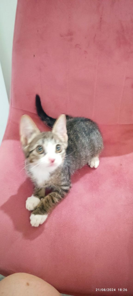 Котёнок мальчик .