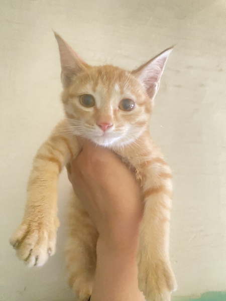 Кошка котенок