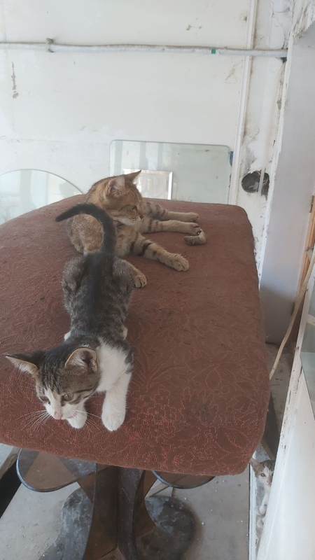 Котята в хорошие руки