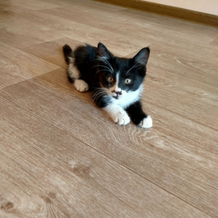 Котенок в хорошие руки