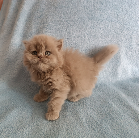 Скоттиш фолд и скоттиш страйт