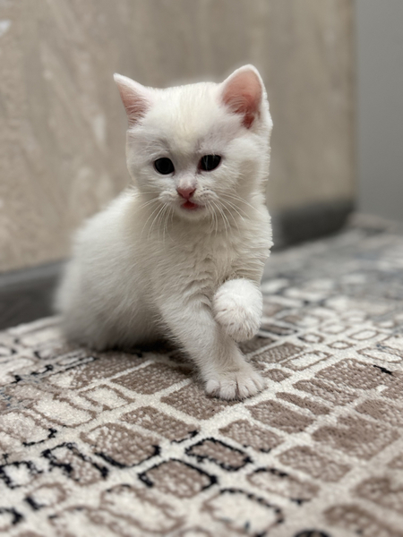 Turetskiy angora