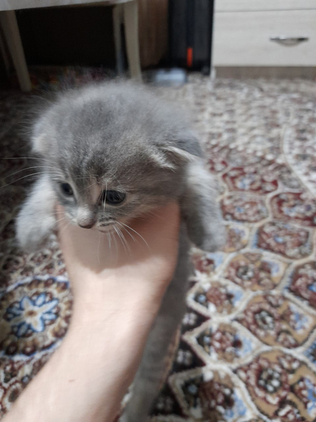 Продается котенок