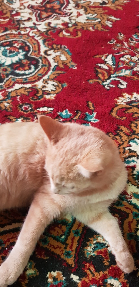 Котёнок Европейский короткошерсный 4 месяца