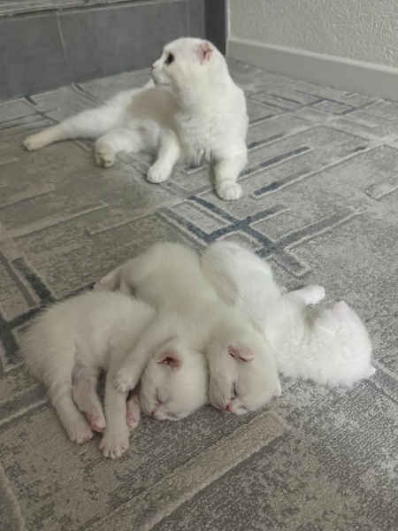Скоттиш фолд 2 месяцев