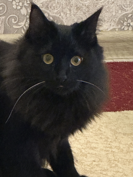 Котик мальчик -Марсик
