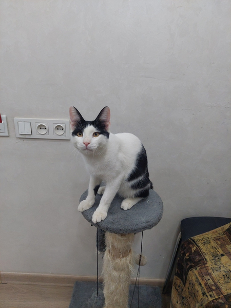 Котёнок кастрированный