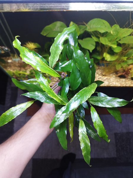 Anubias minimaVaregated