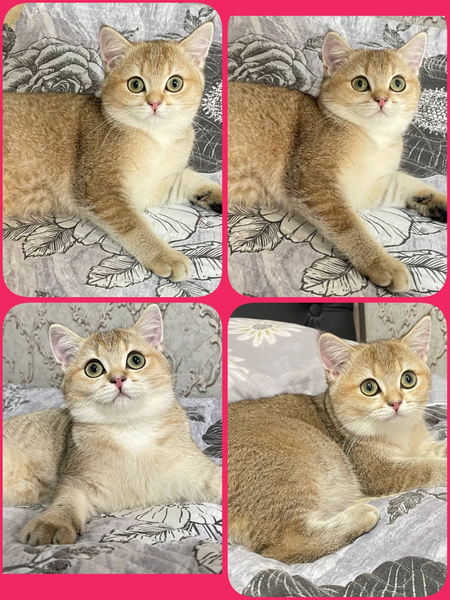 Британские котята золотая шиншилла