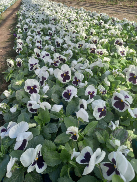 Kuzgi Viola gullari